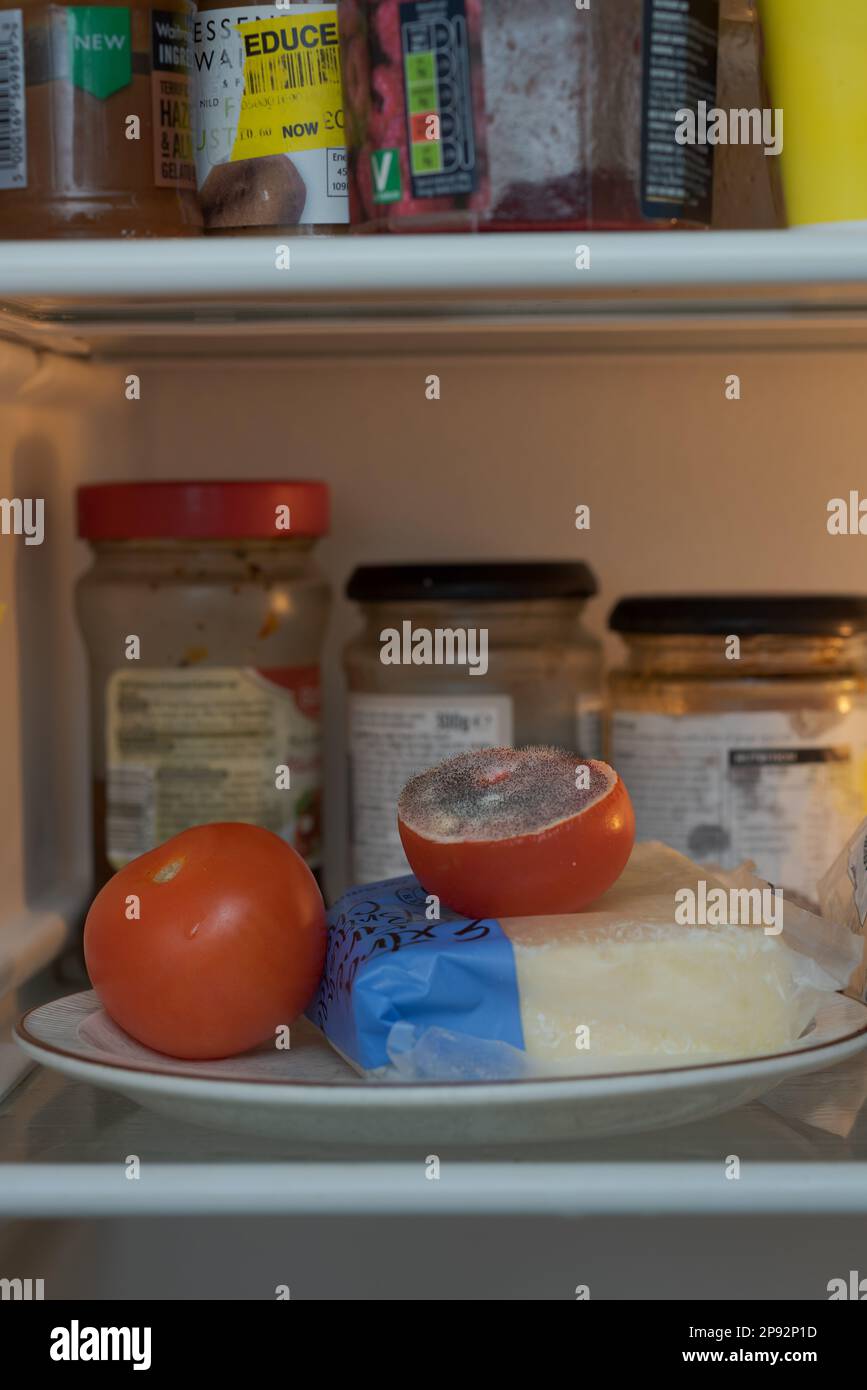Forgotten food, tomato on a plate in fridge begins to decay having been ...