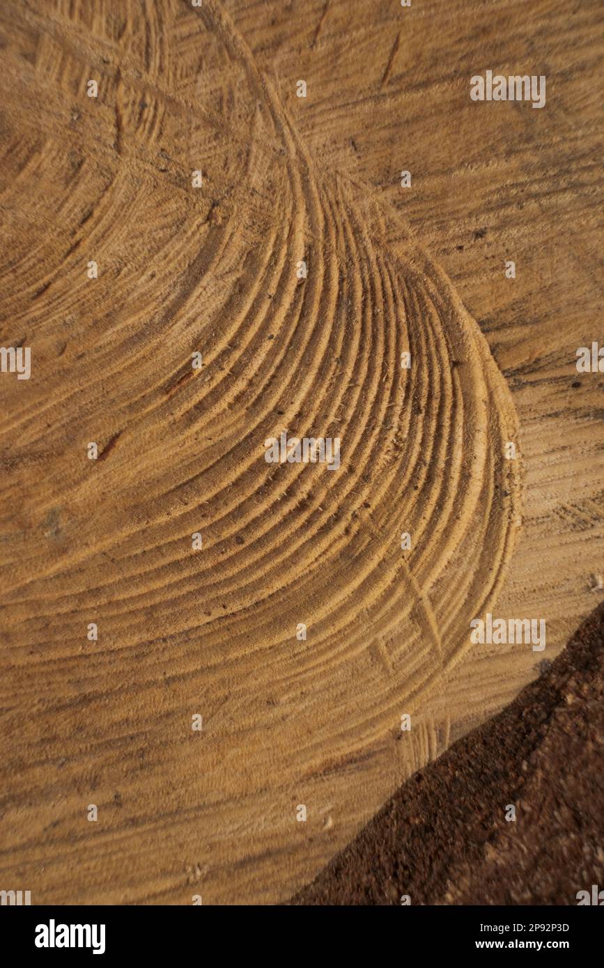 Annual rings on sawn pine trunk with lots of concentric rings in the ...