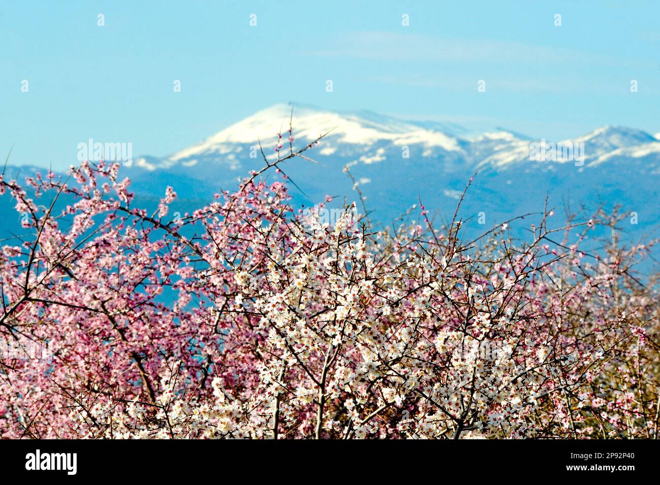 Pink blossoms on the tree in front of snowy Galicica mountain in ...