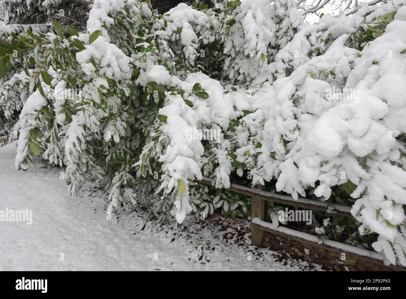 Heavy snowfall coated on laurel hedge making it droop over and if snow ...