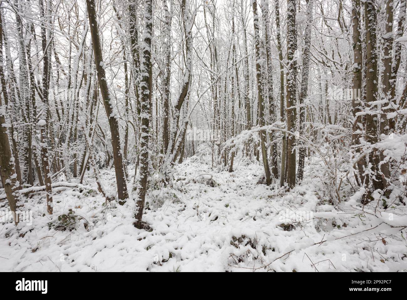 Woodland predominately Ash trees, Fraxinus excelsior, coated on one ...