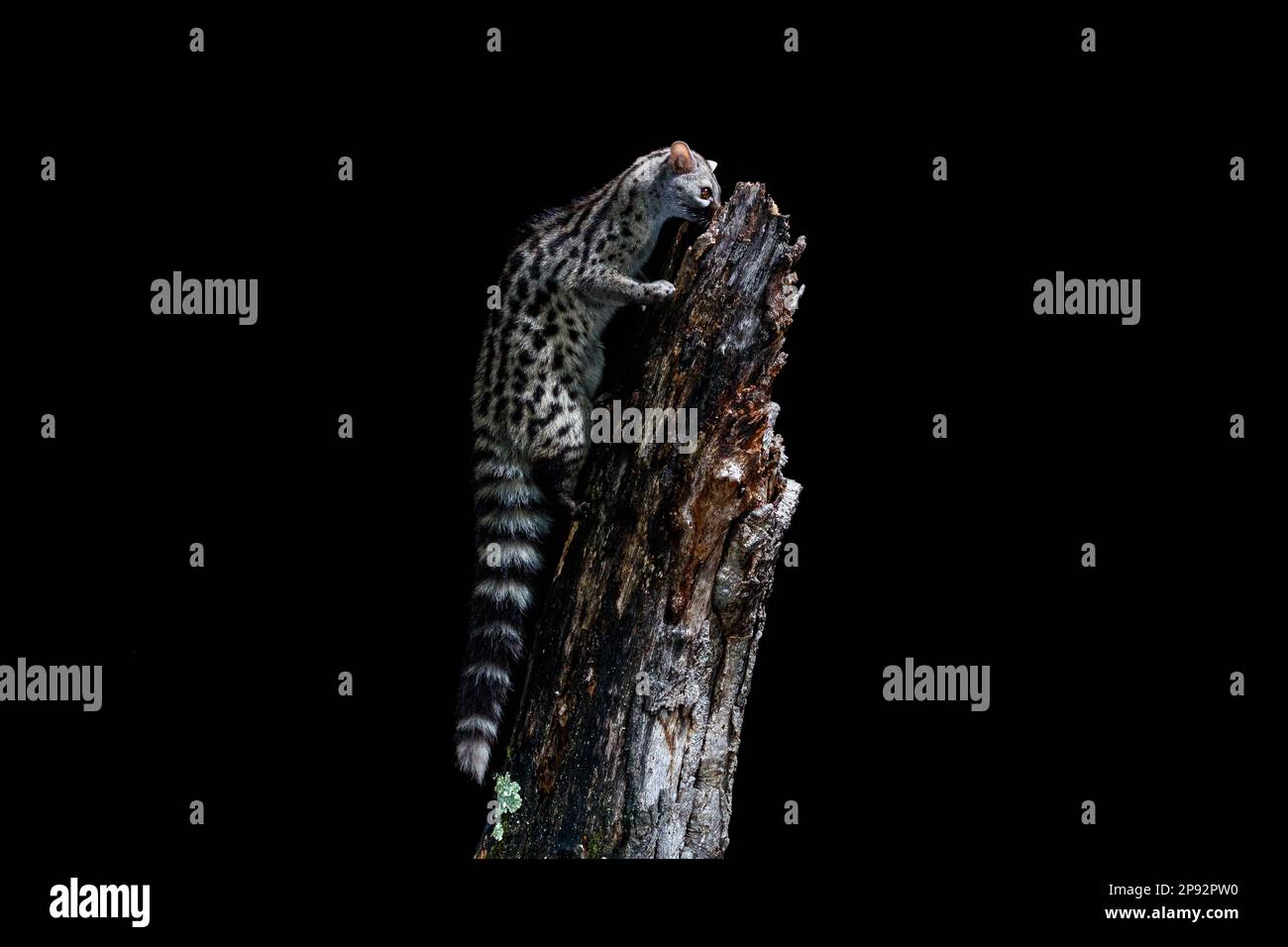 Common genet (Genetta genetta) at night, Montseny, Catalonia, Spain ...