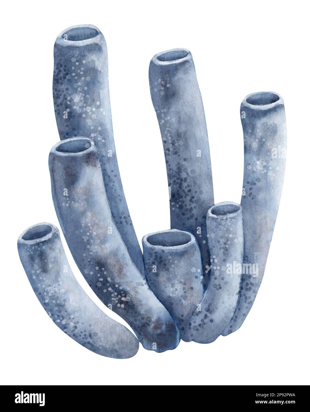 Tube sponge or Coral on isolated background. Hand drawn illustration of ...