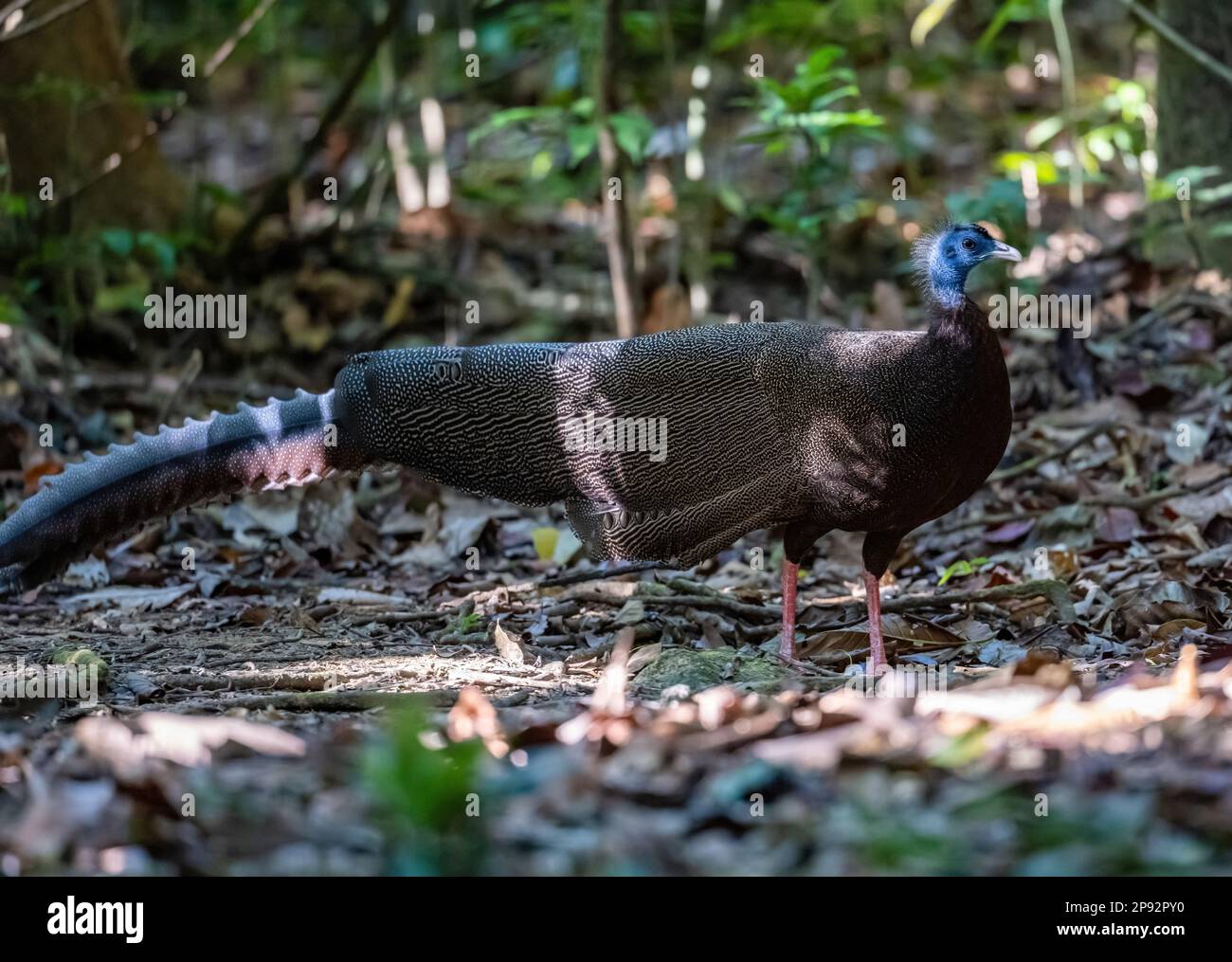 Great argus pheasant male bird hi-res stock photography and images - Alamy