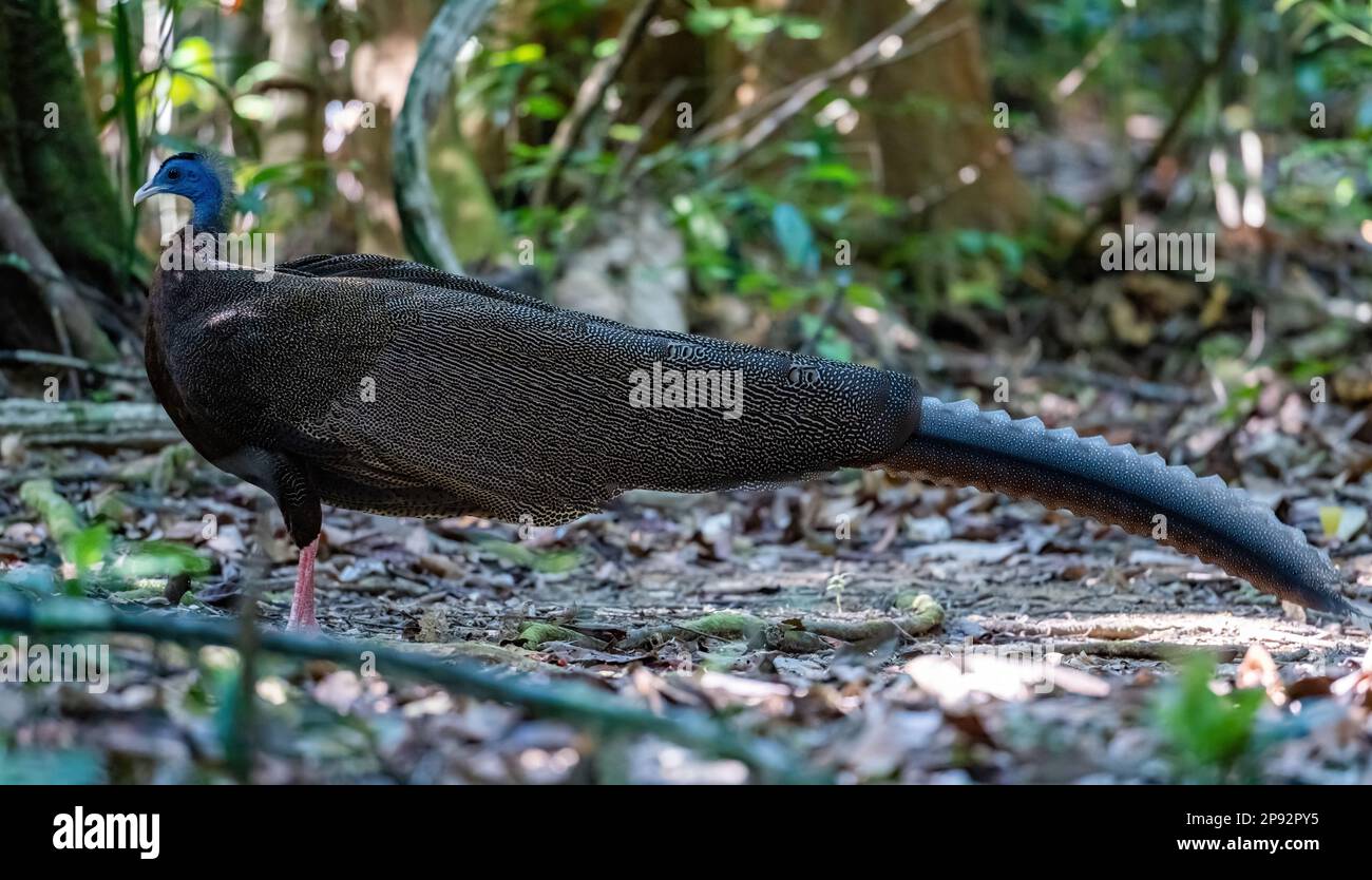 Argus argus pheasant argusianus argus hi-res stock photography and ...