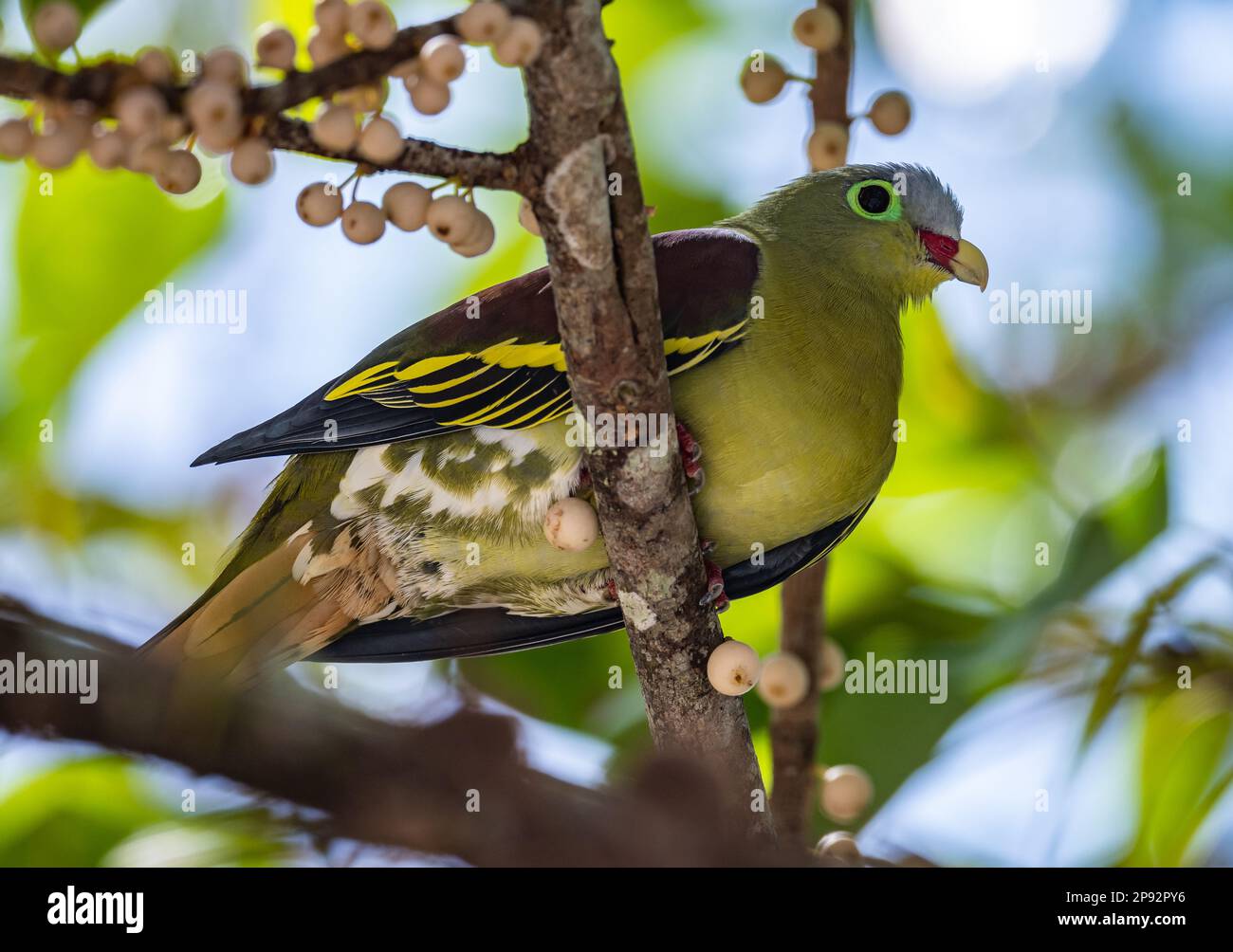A Thick-billed Green-Pigeon (Treron curvirostra) perched ona fruiting ...