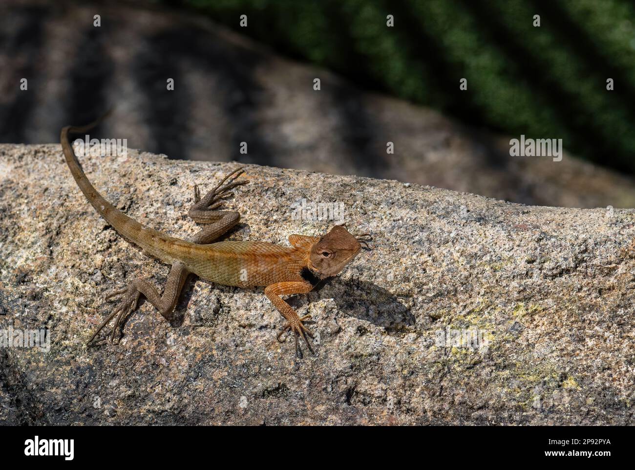 Bell's Anglehead Lizard - Gonocephalus bellii, beautiful lizard from ...