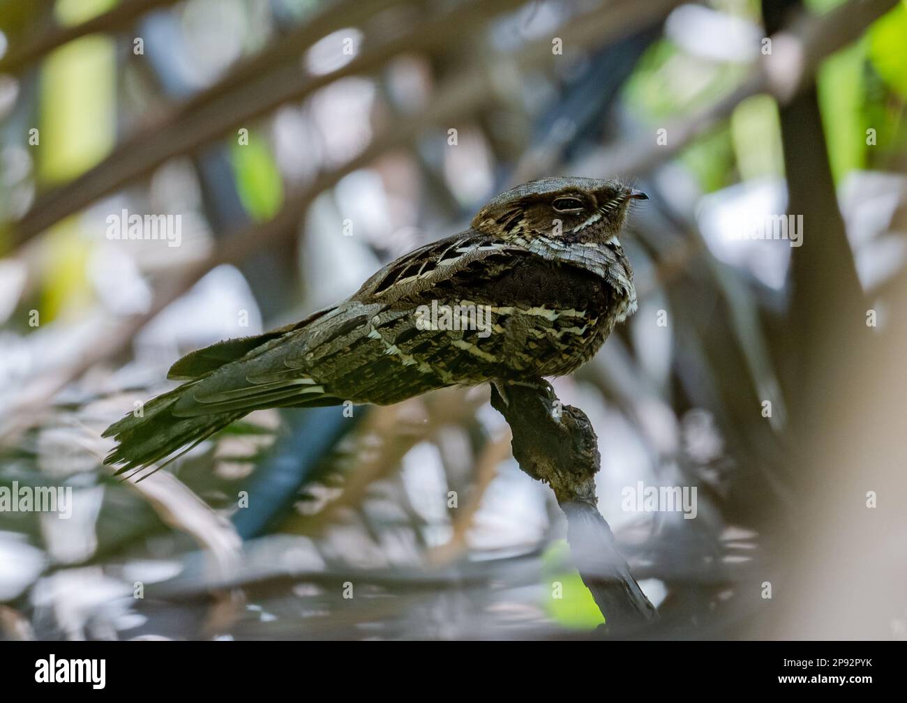 A Large-tailed Nightjar (Caprimulgus macrurus) perched on a branch ...