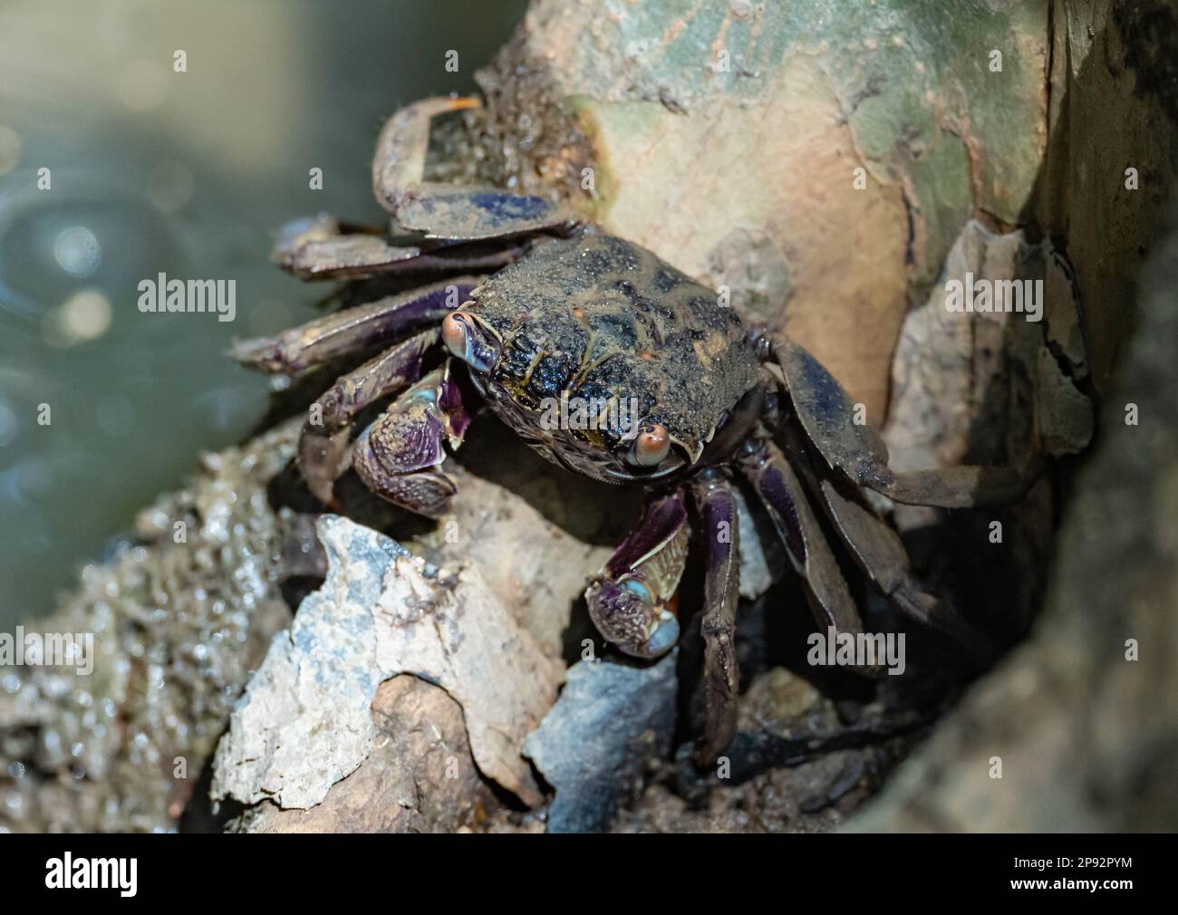 A Violet Vinegar Crab (Episesarma versicolor) in mangrove forest ...