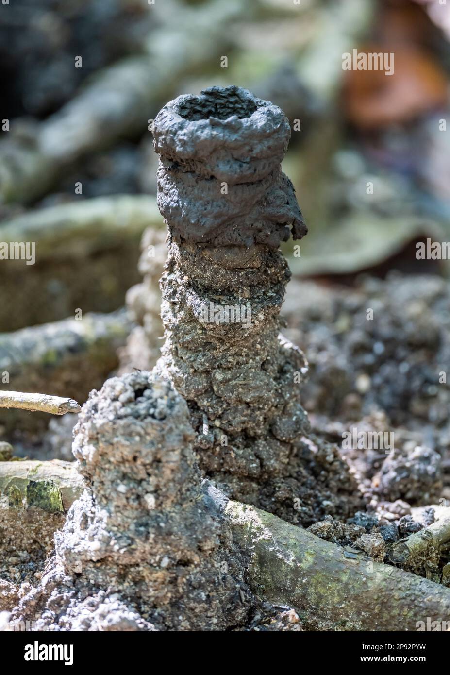 A crawfish mud chimney built with mud and sand in mangrove forest ...