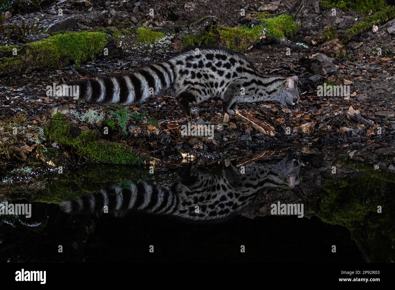 Common genet (Genetta genetta) at night, Montseny, Catalonia, Spain ...