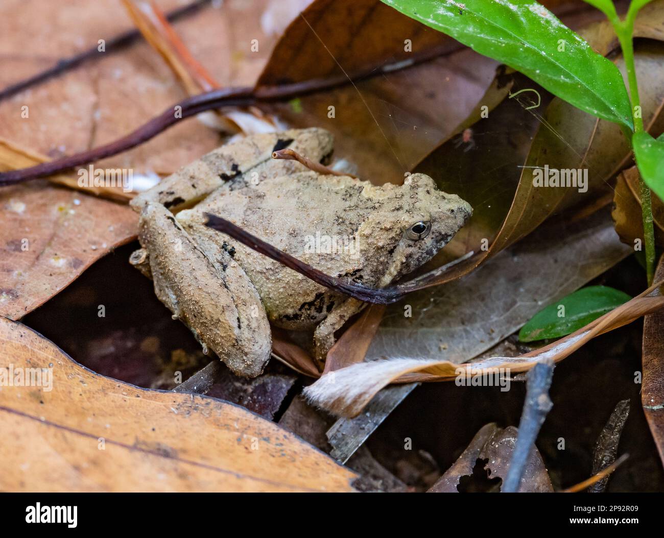 Microhyla mukhlesuri hi-res stock photography and images - Alamy
