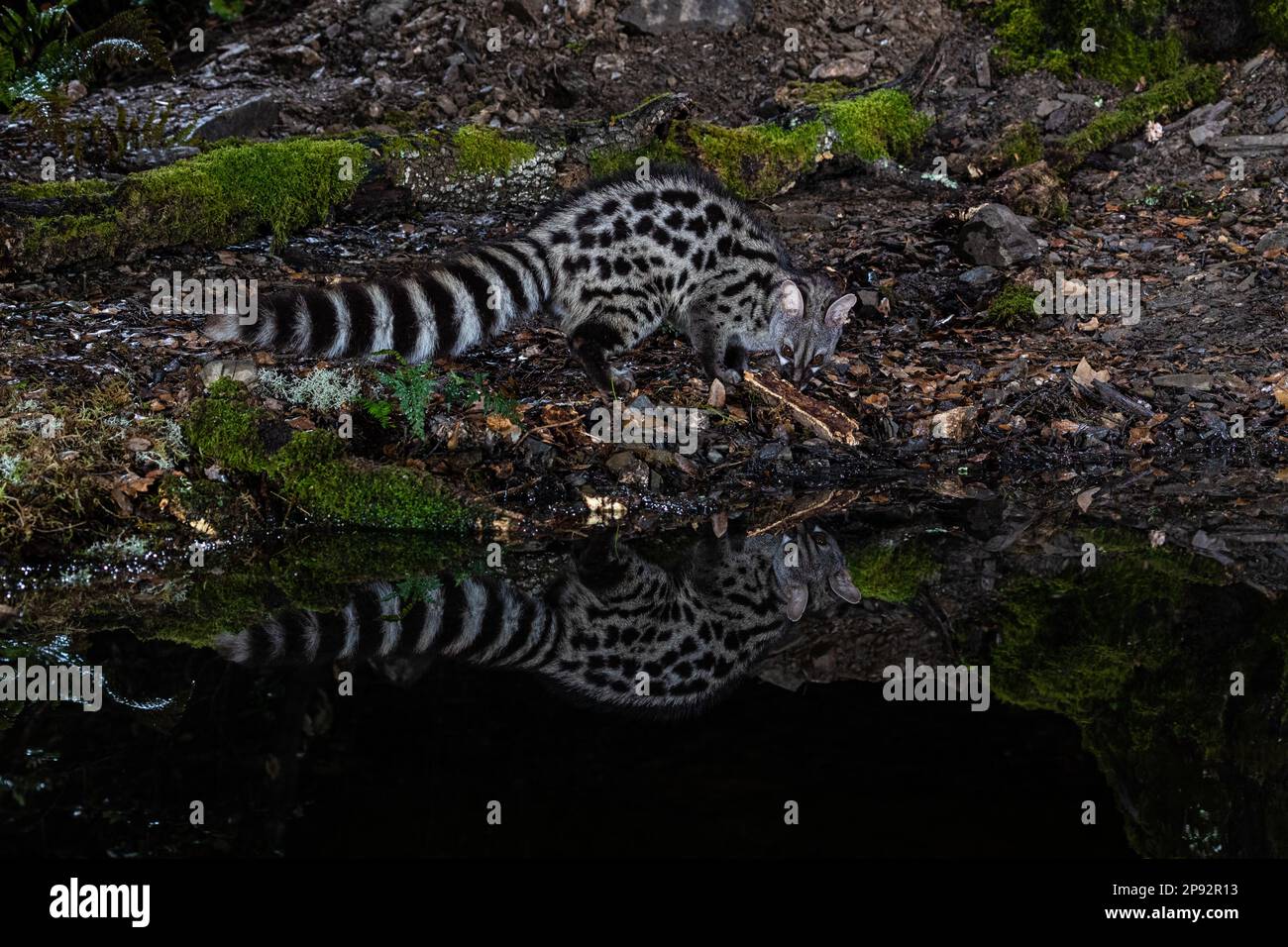 Common genet (Genetta genetta) at night, Montseny, Catalonia, Spain ...