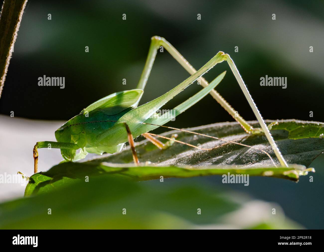 Malaysian bush cricket hi-res stock photography and images - Alamy