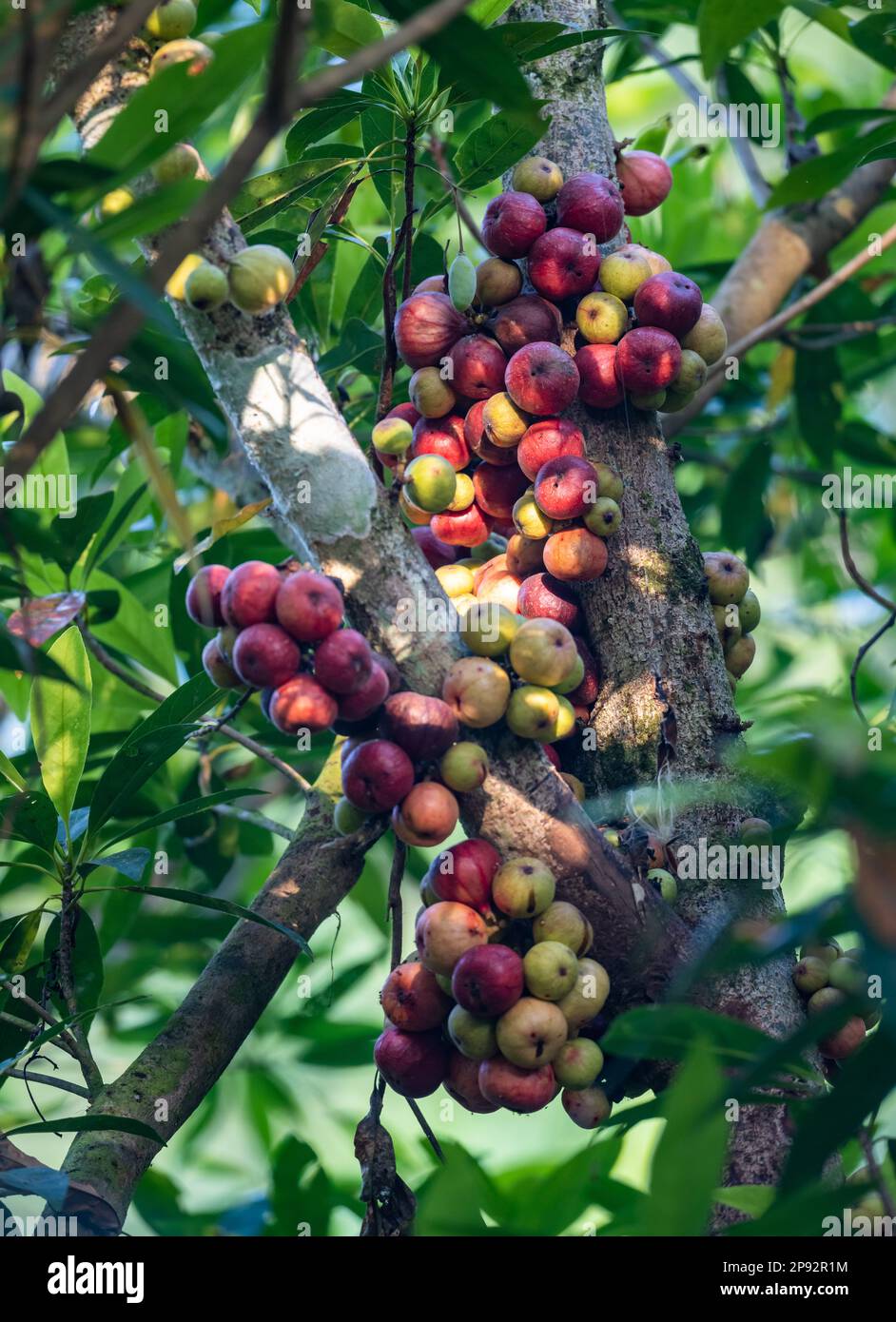 Tai rom yen national park hi-res stock photography and images - Alamy
