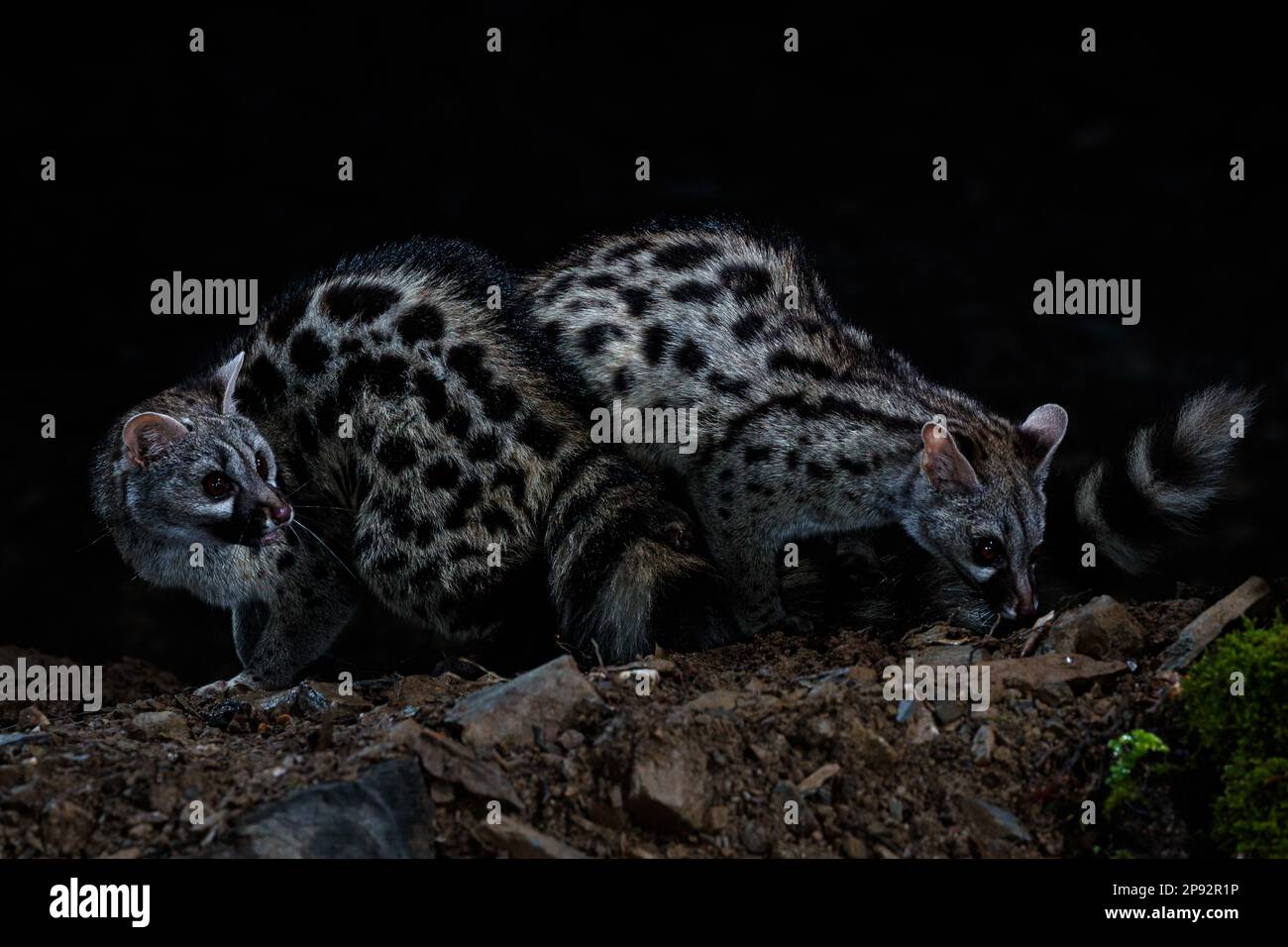 Gato almizclero hi-res stock photography and images - Alamy