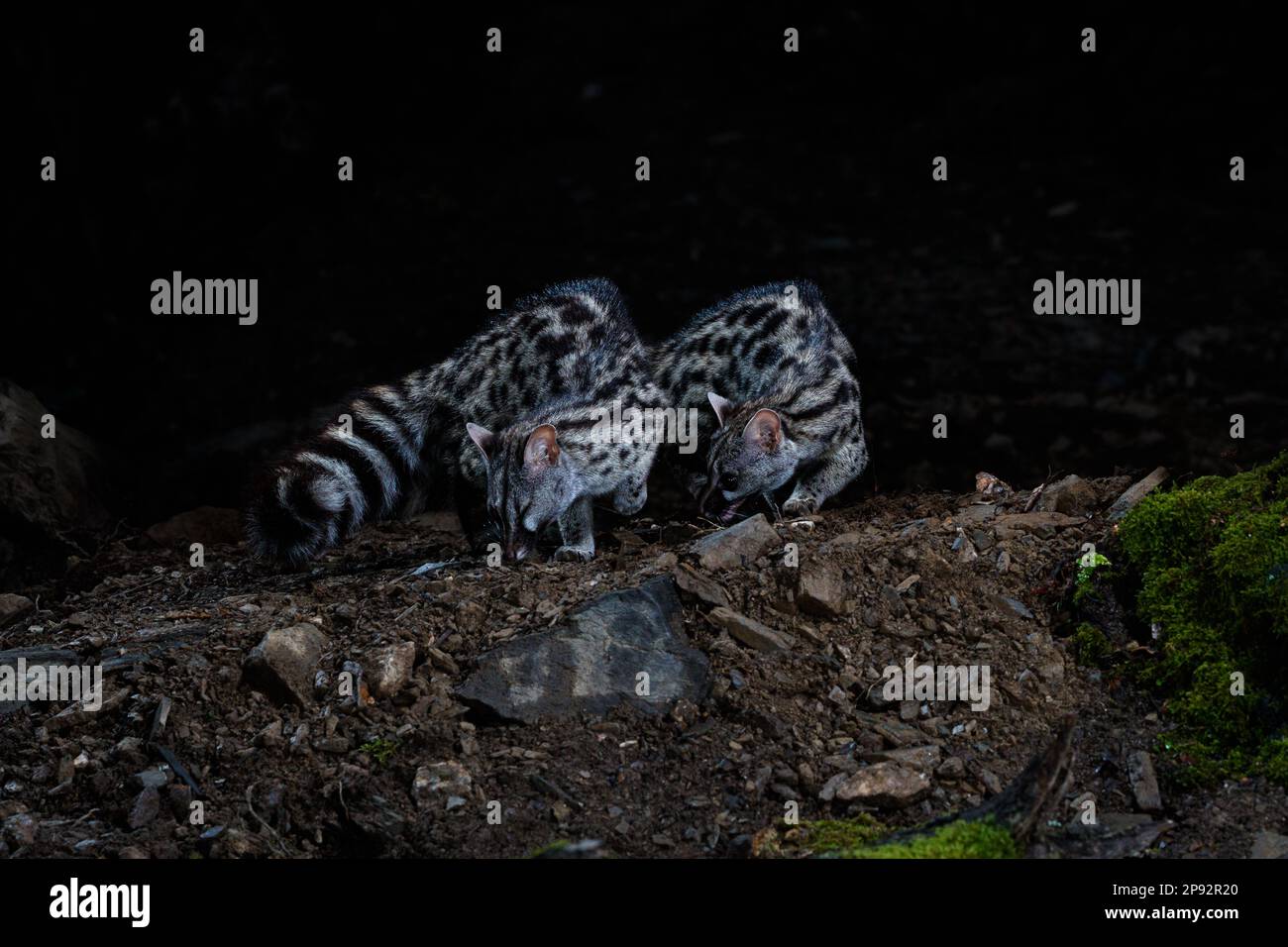 Common genet (Genetta genetta) at night, Montseny, Catalonia, Spain ...