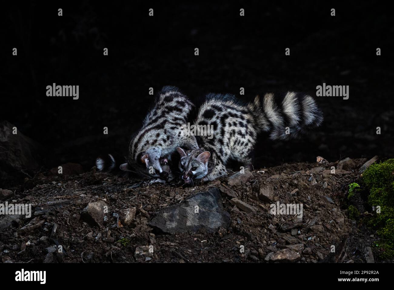 Common genet (Genetta genetta) at night, Montseny, Catalonia, Spain ...