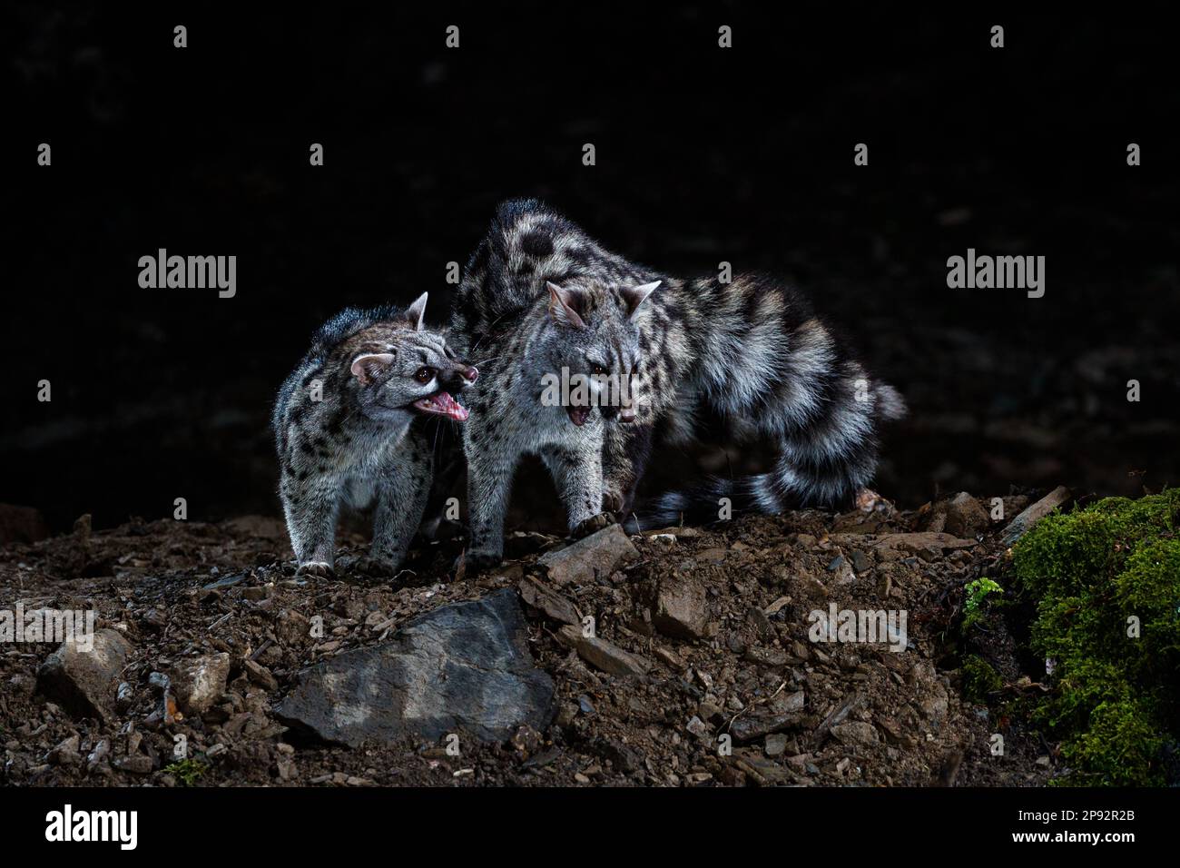 Common genet (Genetta genetta) at night, Montseny, Catalonia, Spain ...