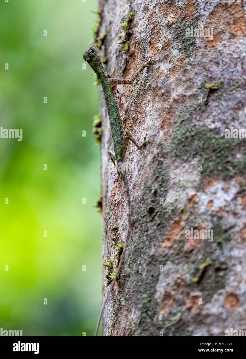 A Black-barbed Flying Dragon (Draco melanopogon) on a tree trunk. Tai ...