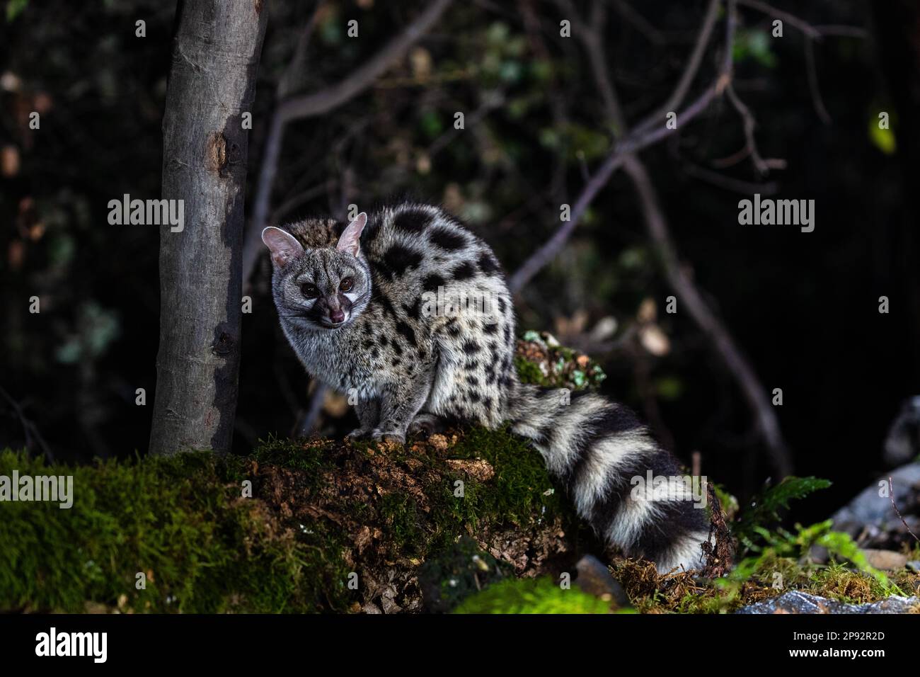 Common genet (Genetta genetta) at night, Montseny, Catalonia, Spain ...