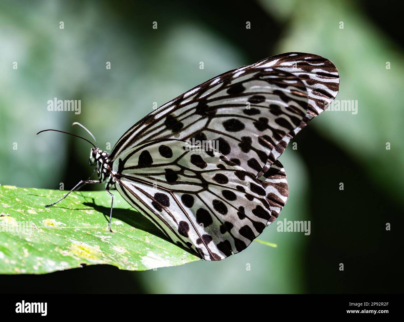 A black and white Tree Nymph butterfly (Idea sp.) on a green leaf ...