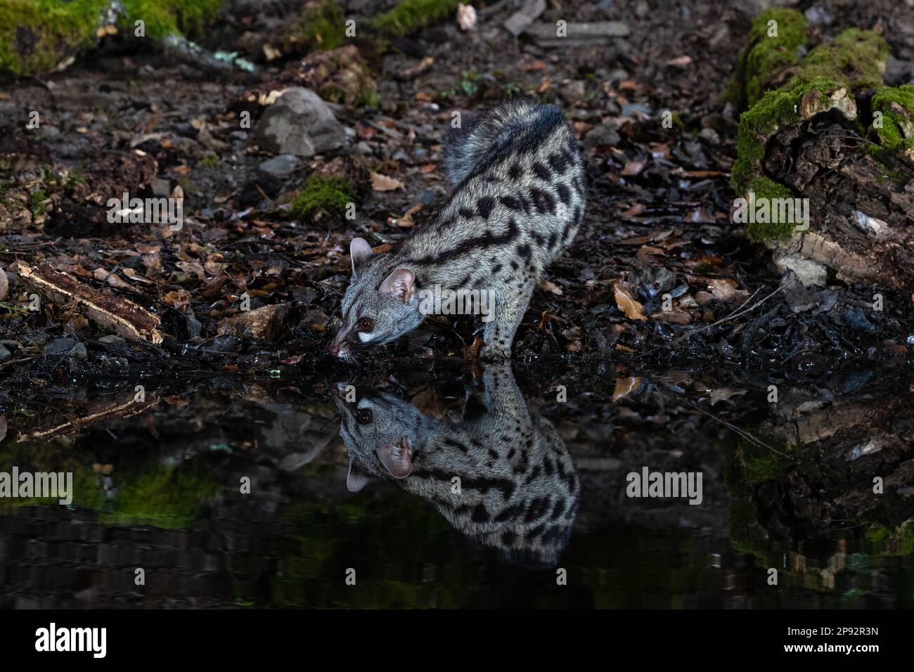 Common genet (Genetta genetta) at night, Montseny, Catalonia, Spain ...