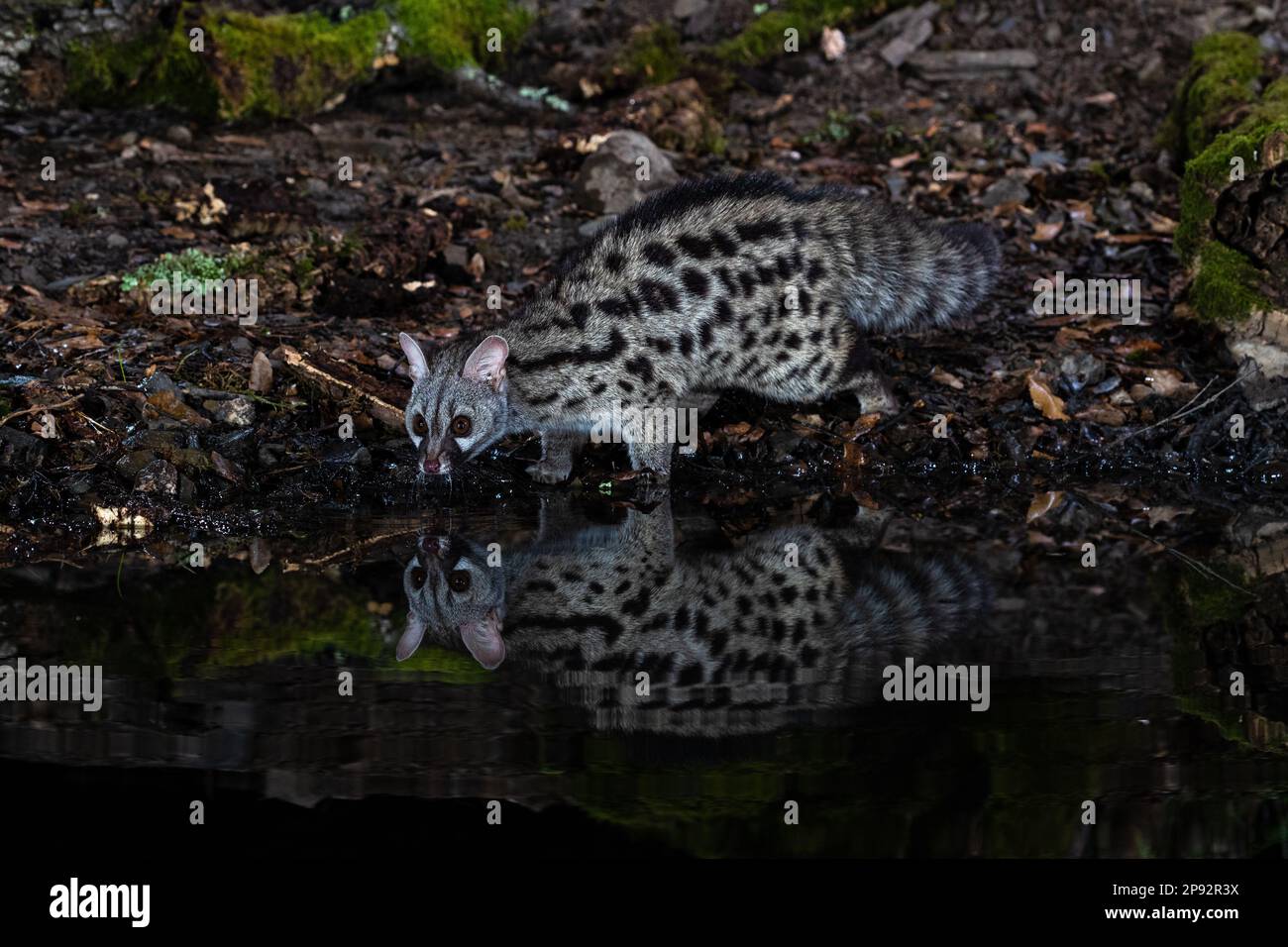 Common genet (Genetta genetta) at night, Montseny, Catalonia, Spain ...