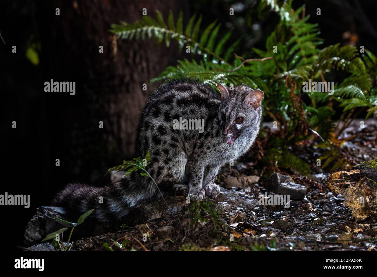 Common genet (Genetta genetta) at night, Montseny, Catalonia, Spain ...