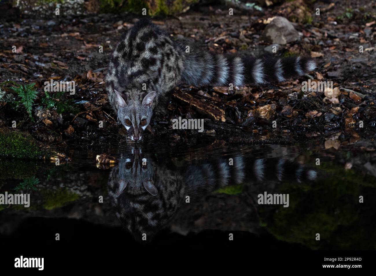 Gato almizclero hi-res stock photography and images - Alamy