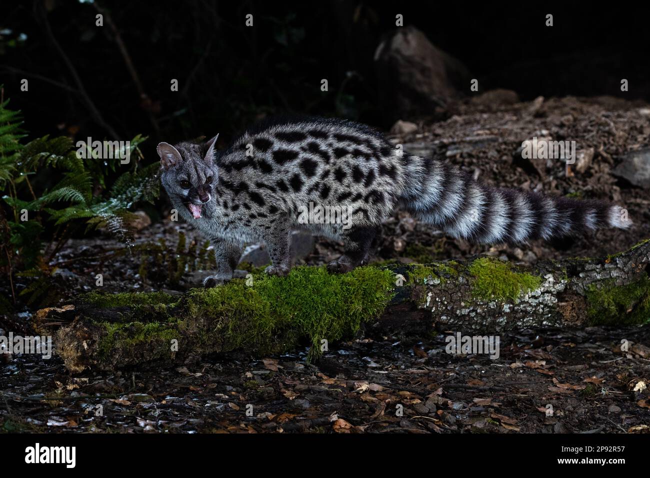 Common genet (Genetta genetta) at night, Montseny, Catalonia, Spain ...