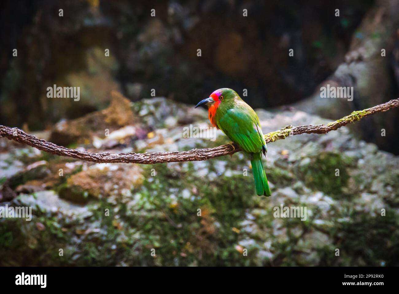 Threats colorful bird hi-res stock photography and images - Alamy