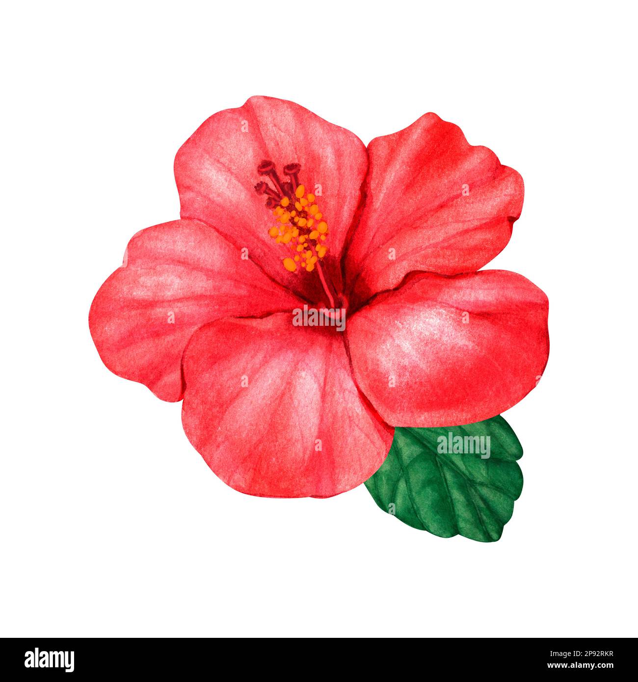 Floral red hibiscus design hand drawn watercolor. Perfect for card ...