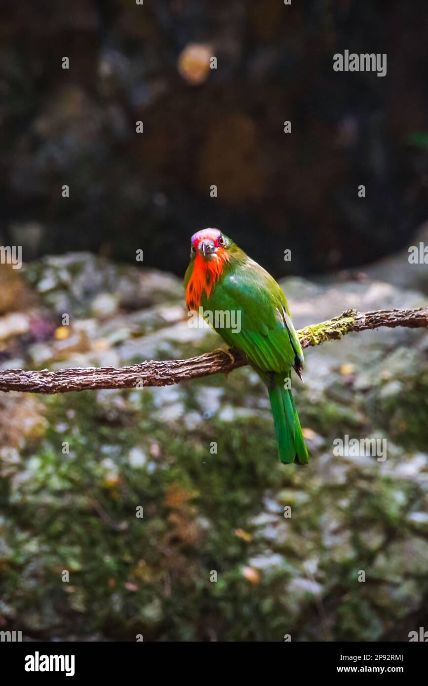 beautiful bird Red-bearded bee-eater (Nyctyornis amictus) green bird ...