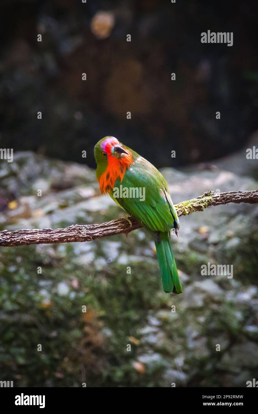 beautiful bird Red-bearded bee-eater (Nyctyornis amictus) green bird ...