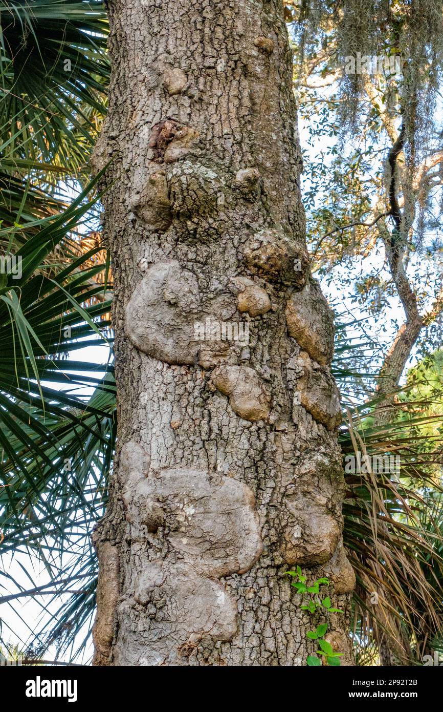 Multiple burls on a tree trunk Stock Photo - Alamy