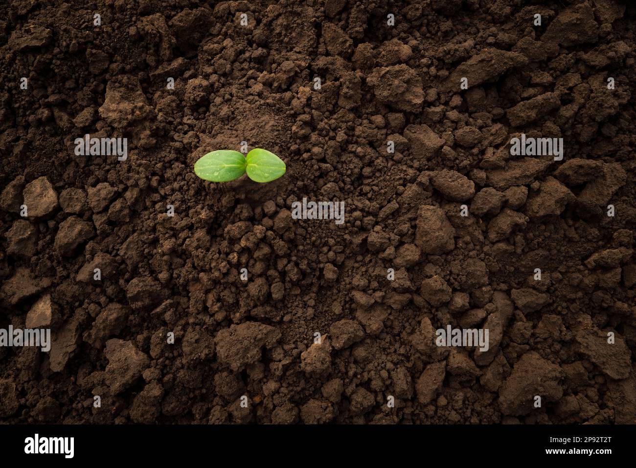 Green sprout soil plant ground earth day. Sapling young plant seedling ...