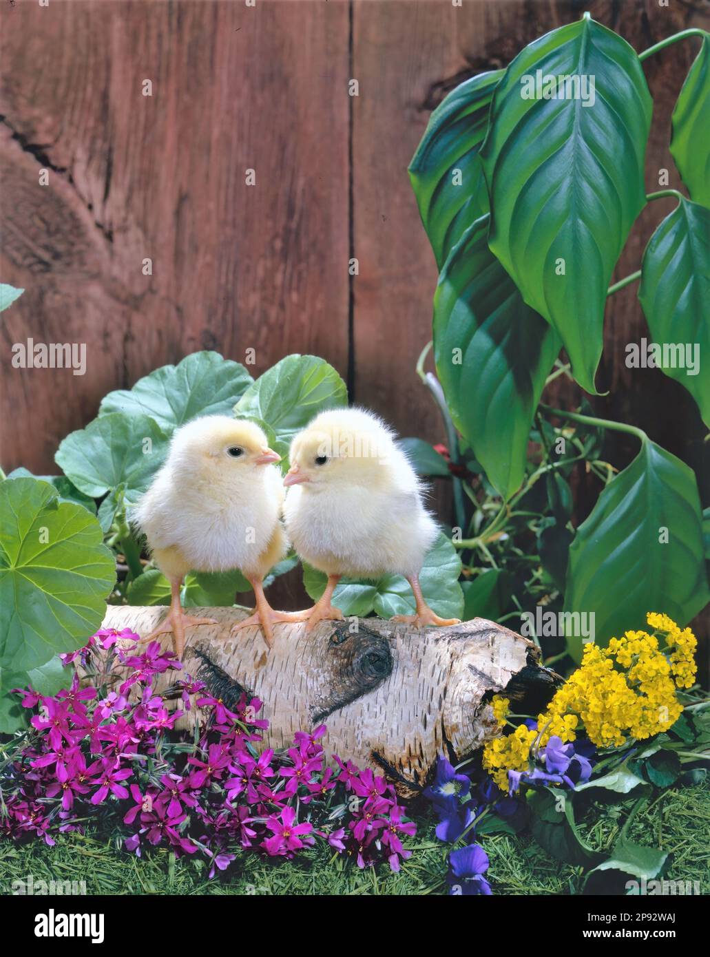 Two baby chicks with colorful flowers Stock Photo - Alamy