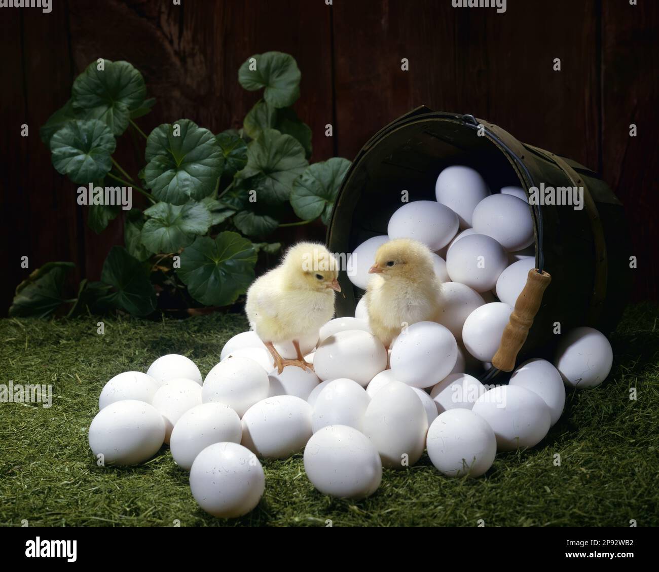 Two baby chicks on eggs hi-res stock photography and images - Alamy