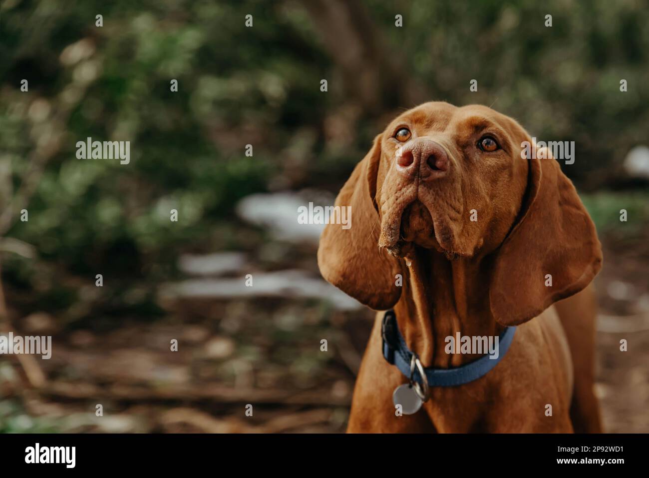 Portrait of Hungarian Vizsla Pointer Dog in Forest Stock Photo - Alamy