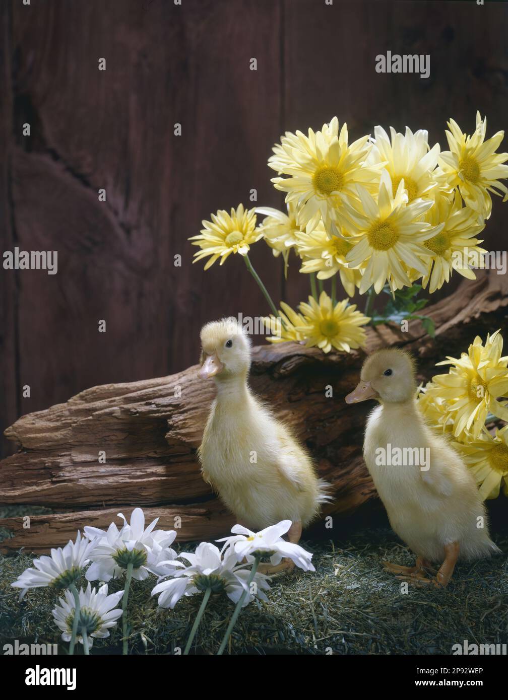 Ducklings and assorted flowers hi-res stock photography and images - Alamy
