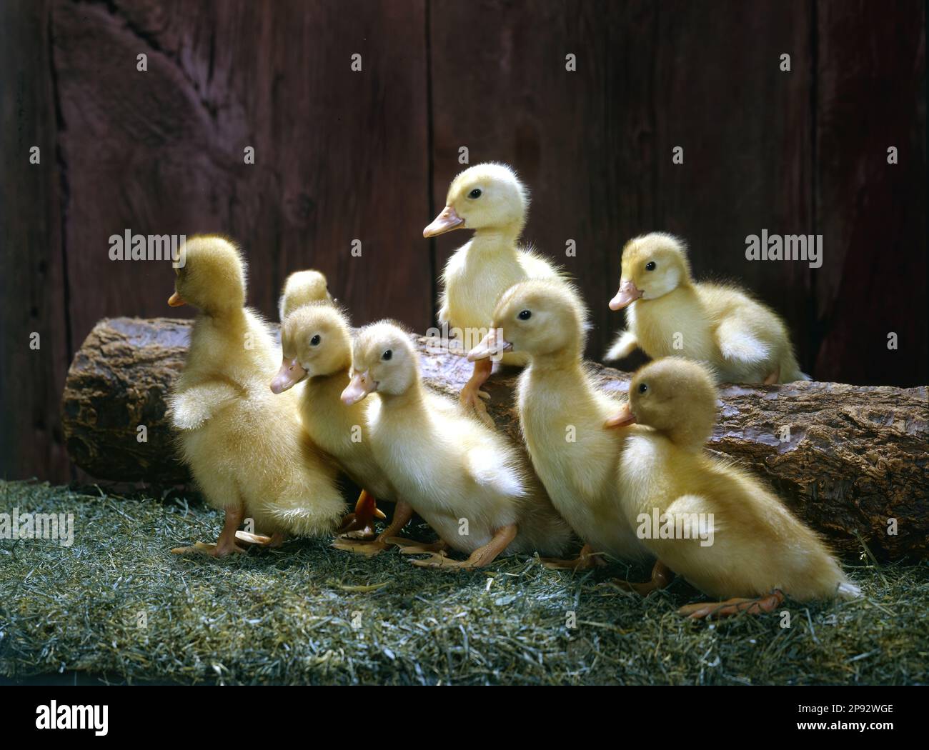 Have many ducklings hi-res stock photography and images - Alamy