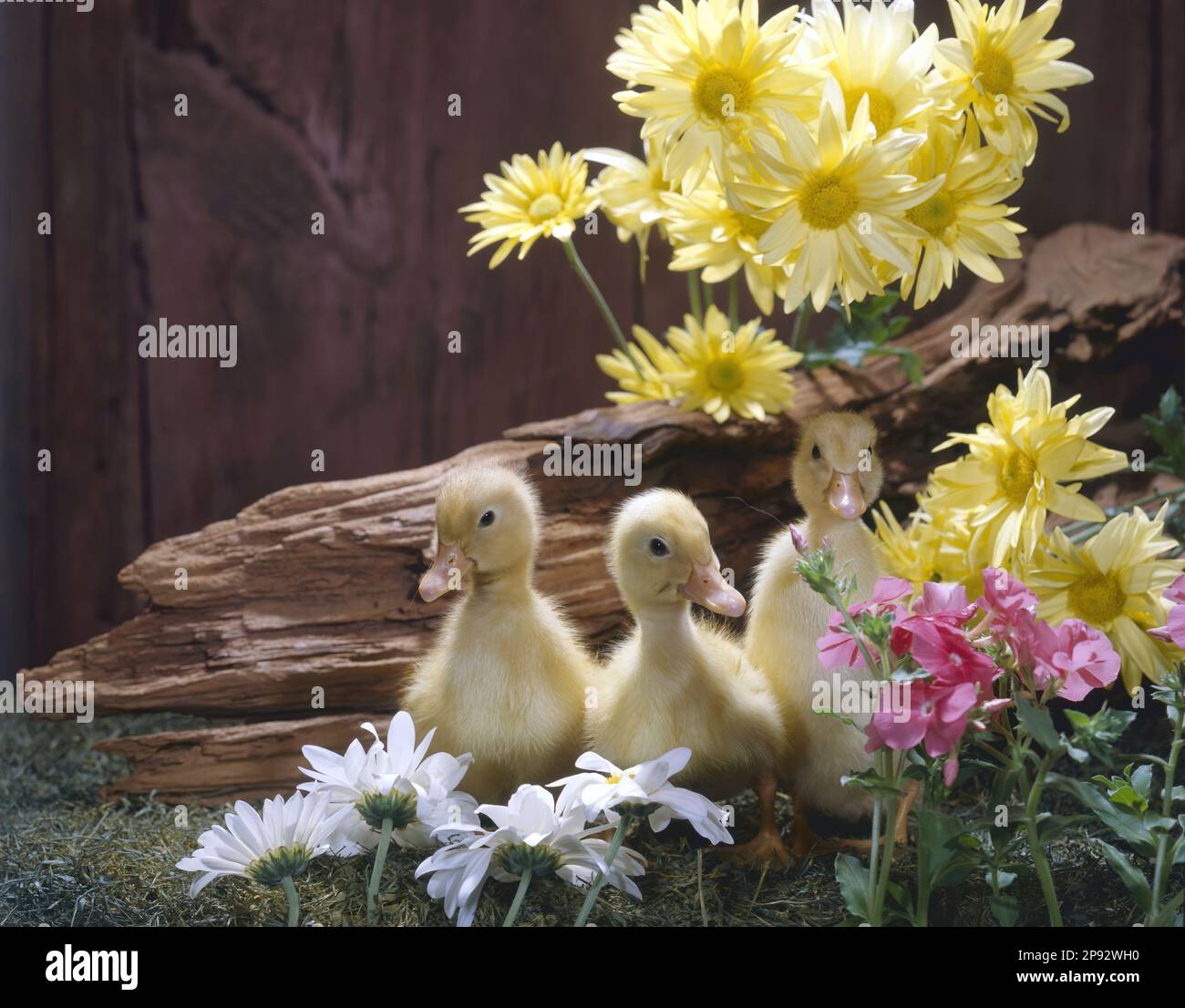 Three ducklings with flowers and a log Stock Photo - Alamy