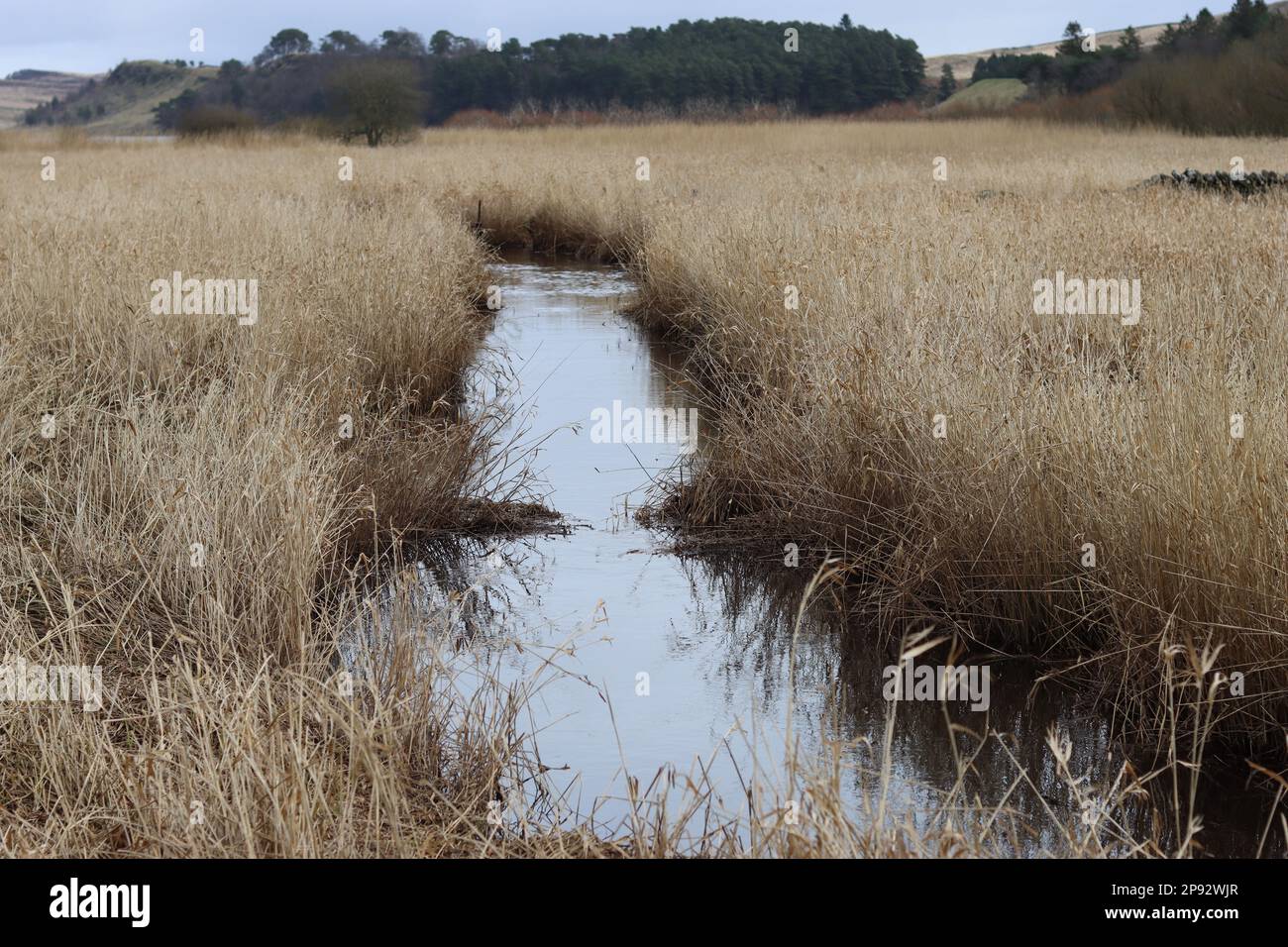 Path through dry meadow hi-res stock photography and images - Alamy