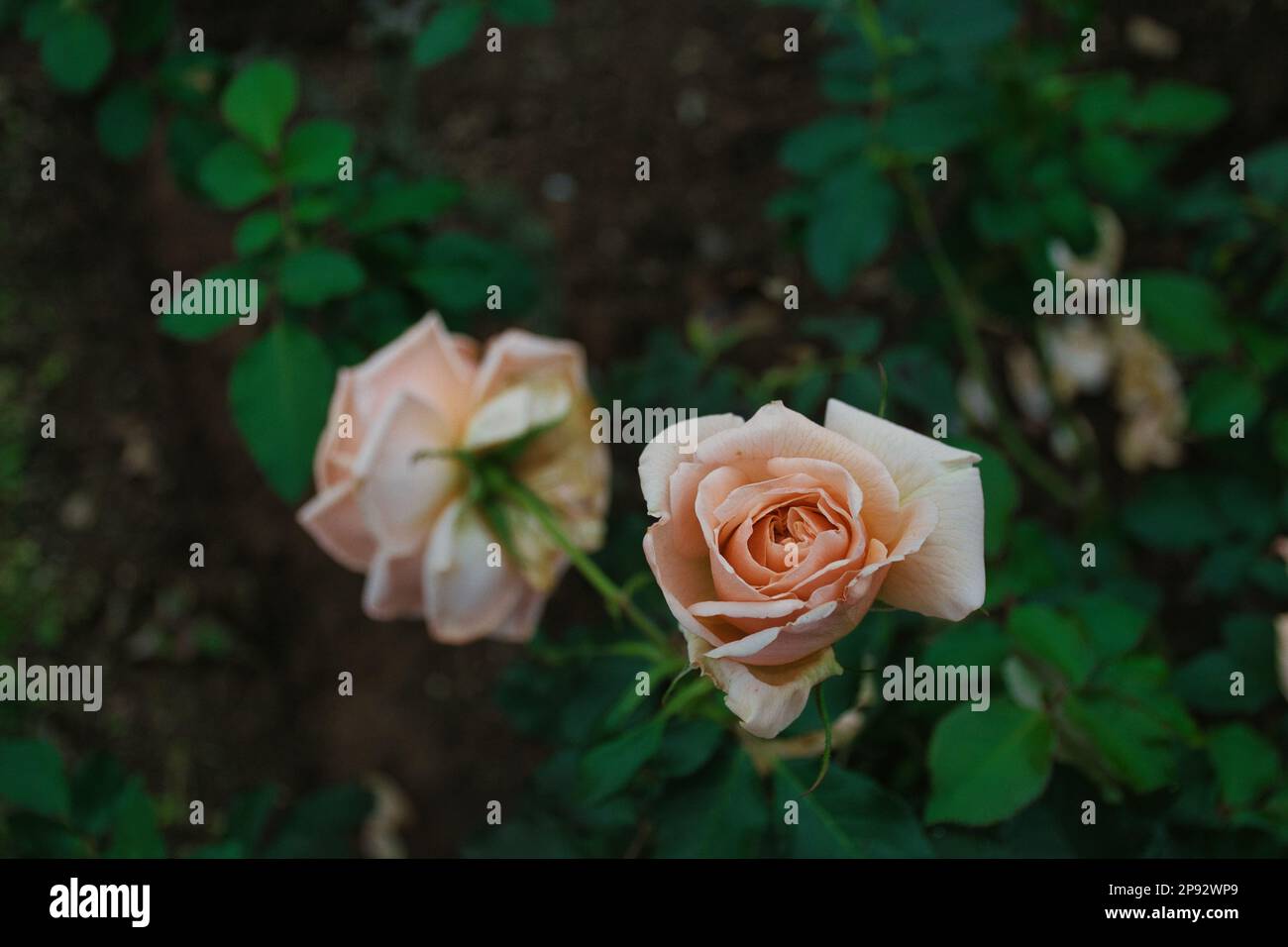 Della rose hi-res stock photography and images - Alamy
