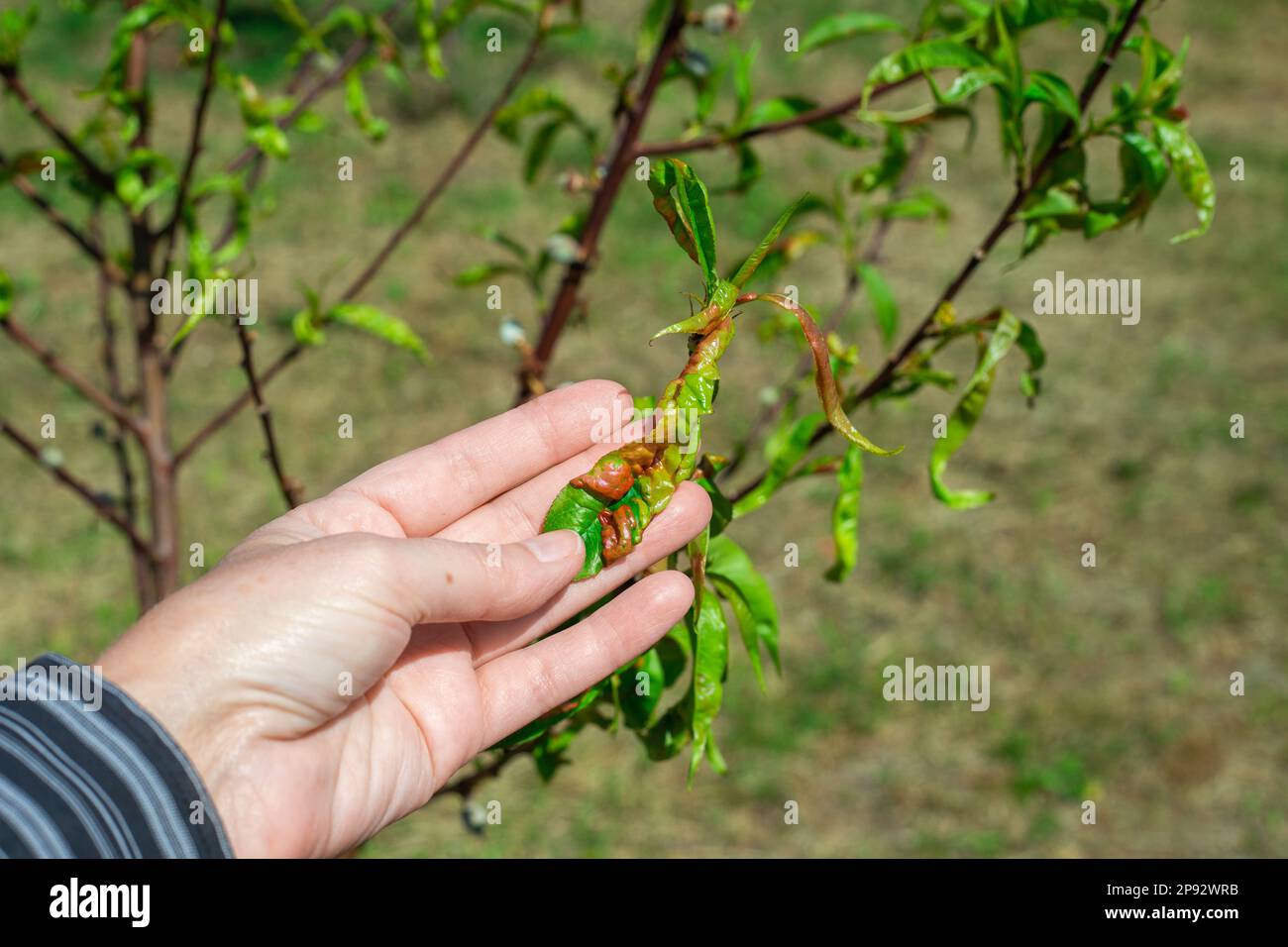 A gardener shows a peach leaf affected by the disease. Peach blight ...