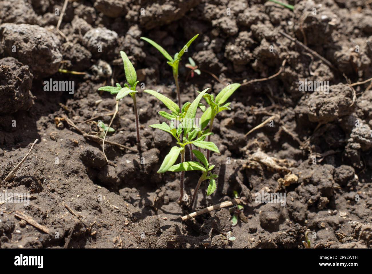 The first sprouting of sown tomato seeds in the open ground. Growing ...