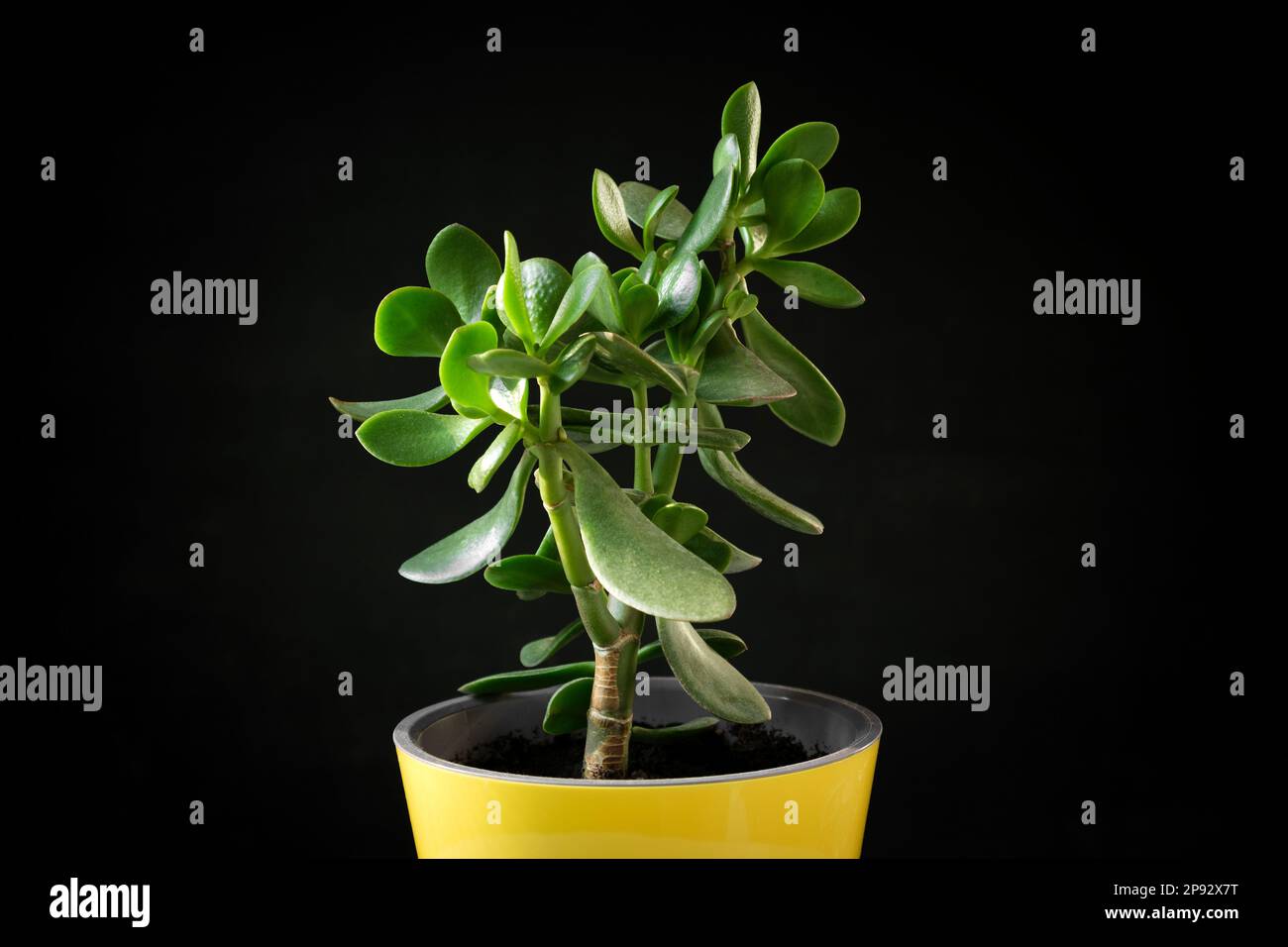 Crassula plant in a yellow pot isolated on a black background. Isolated ...