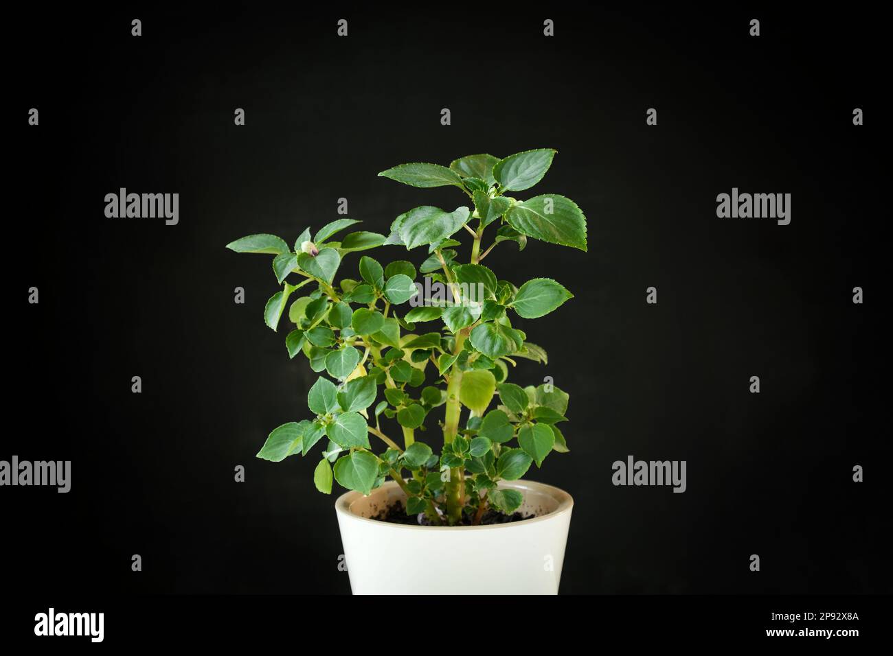 Balsamine, Impatiens plant in a white pot isolated on a black ...