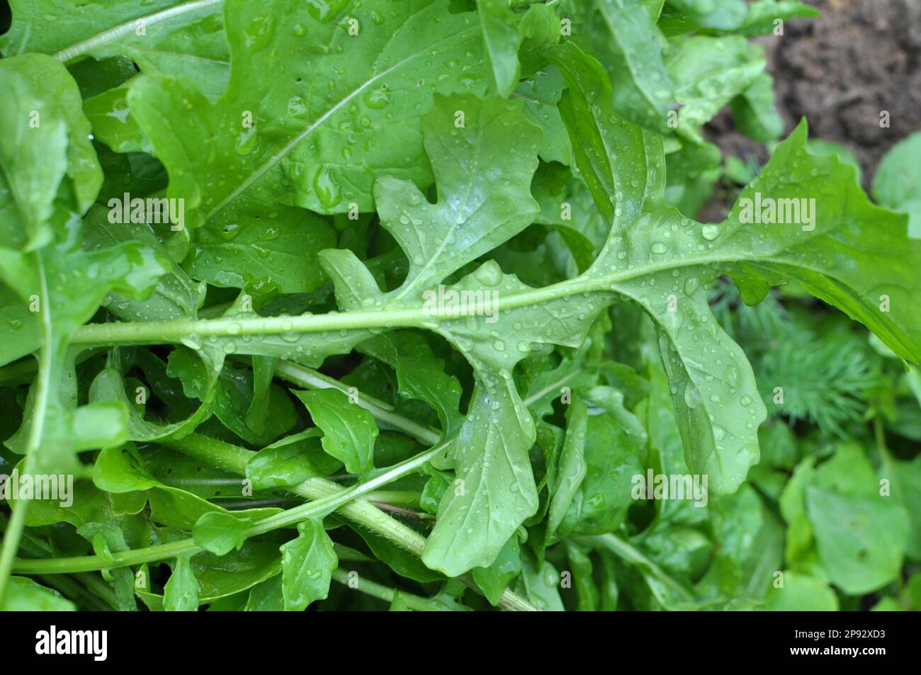 Spicy arugula plant (Eruca sativa) growing in the garden Stock Photo ...